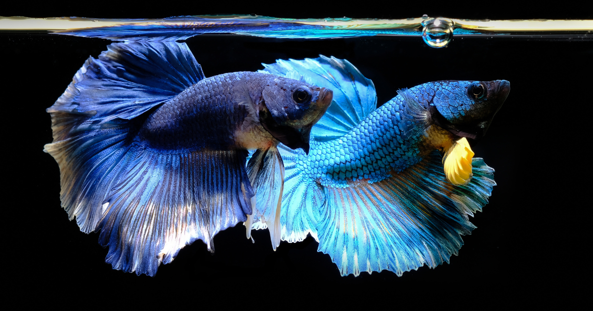 Breeding Process - Betta Fish Bay
