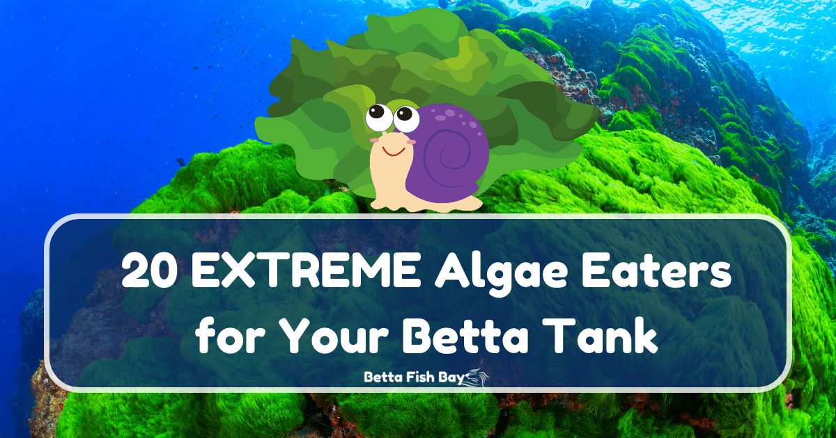 20 Best Algae Eaters For Betta Tanks: Keeping Things Clean