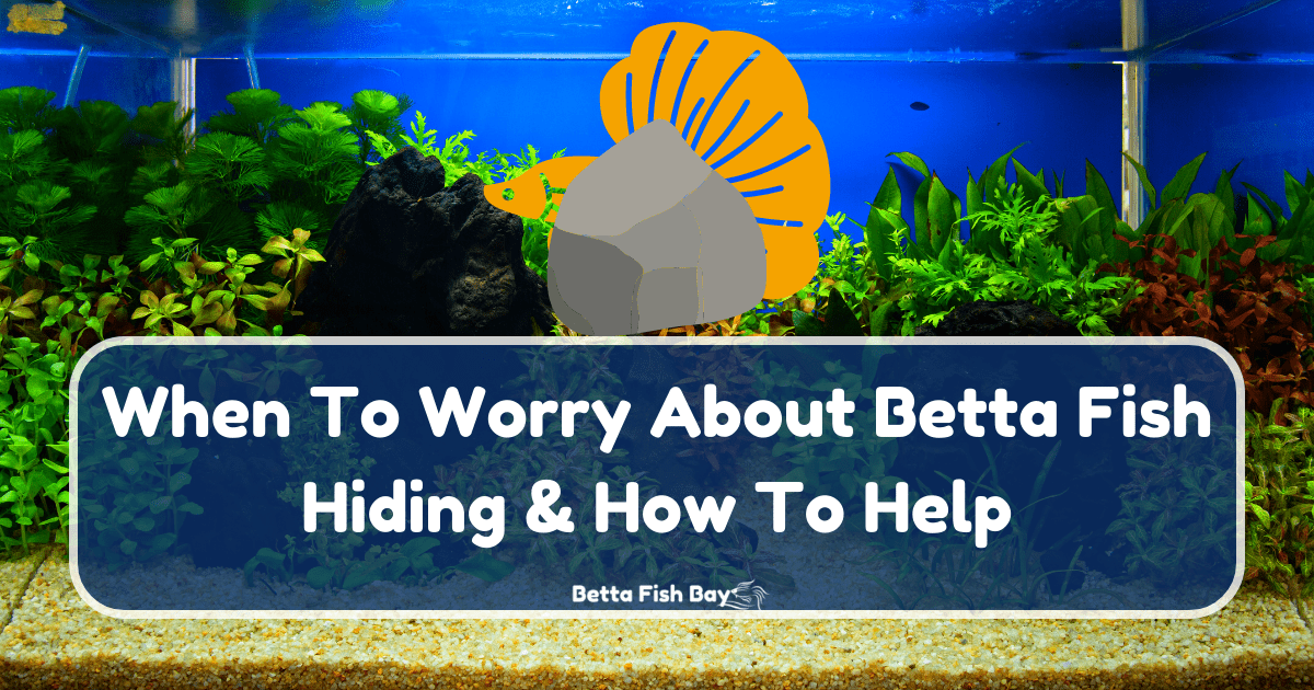 10 Reasons For Betta Fish Hiding & How To Help