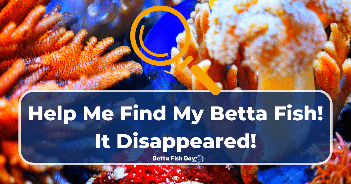 8 Possible Reasons Your Betta Fish Disappeared (& What To Do About It)