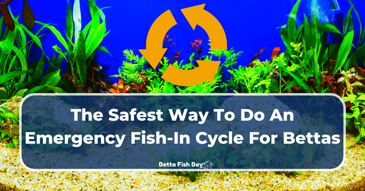 How To Do An Emergency Fish-In Cycle With A Betta Fish